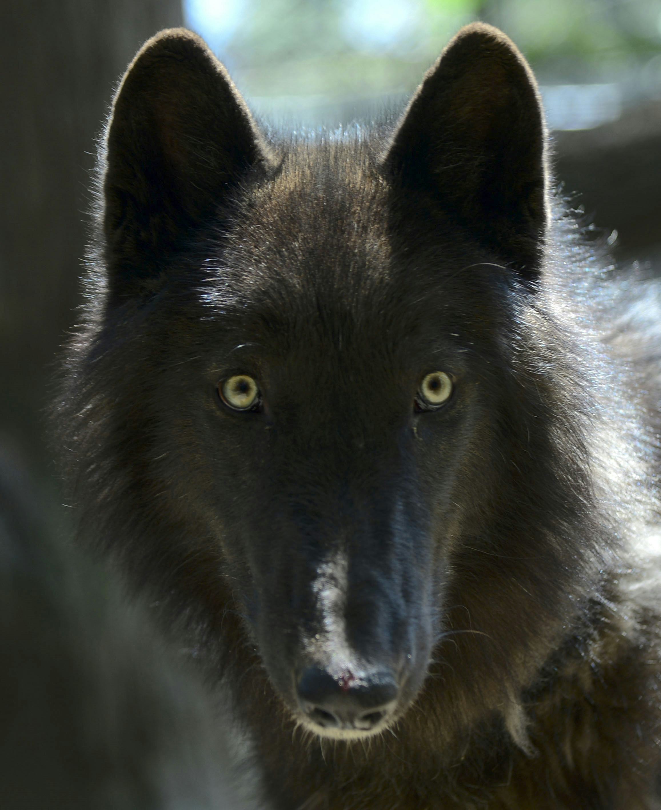 Are There Actually Wolves In The Jungle? 'The Jungle Book' Thinks So