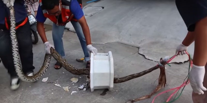 An 11-Foot Python Bit This Man's Penis While He Was On The Toilet