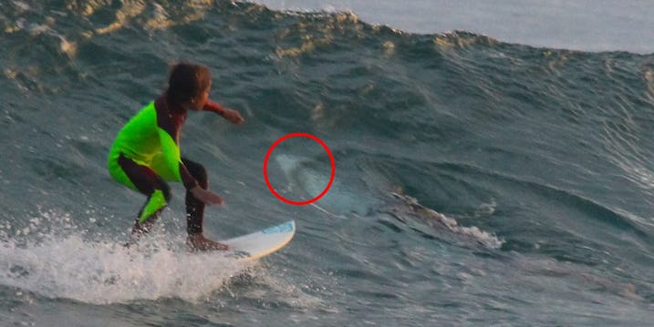 Great White Shark Swims By Badass 10-Year-Old Surfer