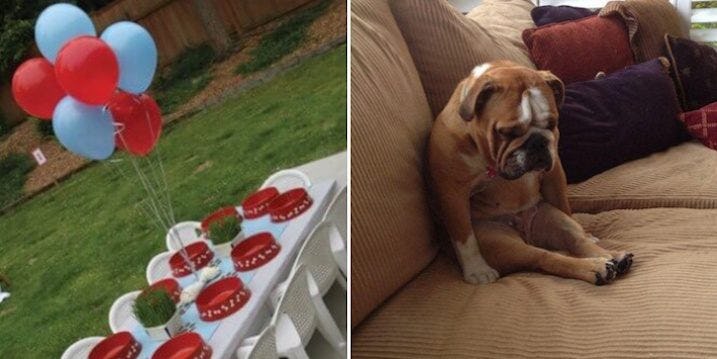 This Dog Was So Sad After No One Came To His B-Day Party