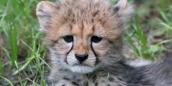 Dogs Help Cheetahs Relax At Zoos And The Pics Are Adorable
