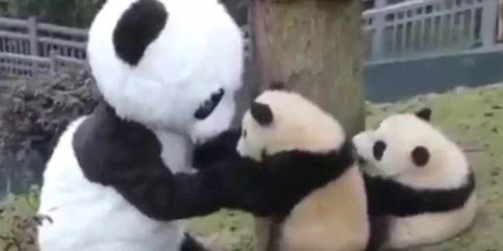 This Company Will Pay You To Cuddle With Pandas All Day