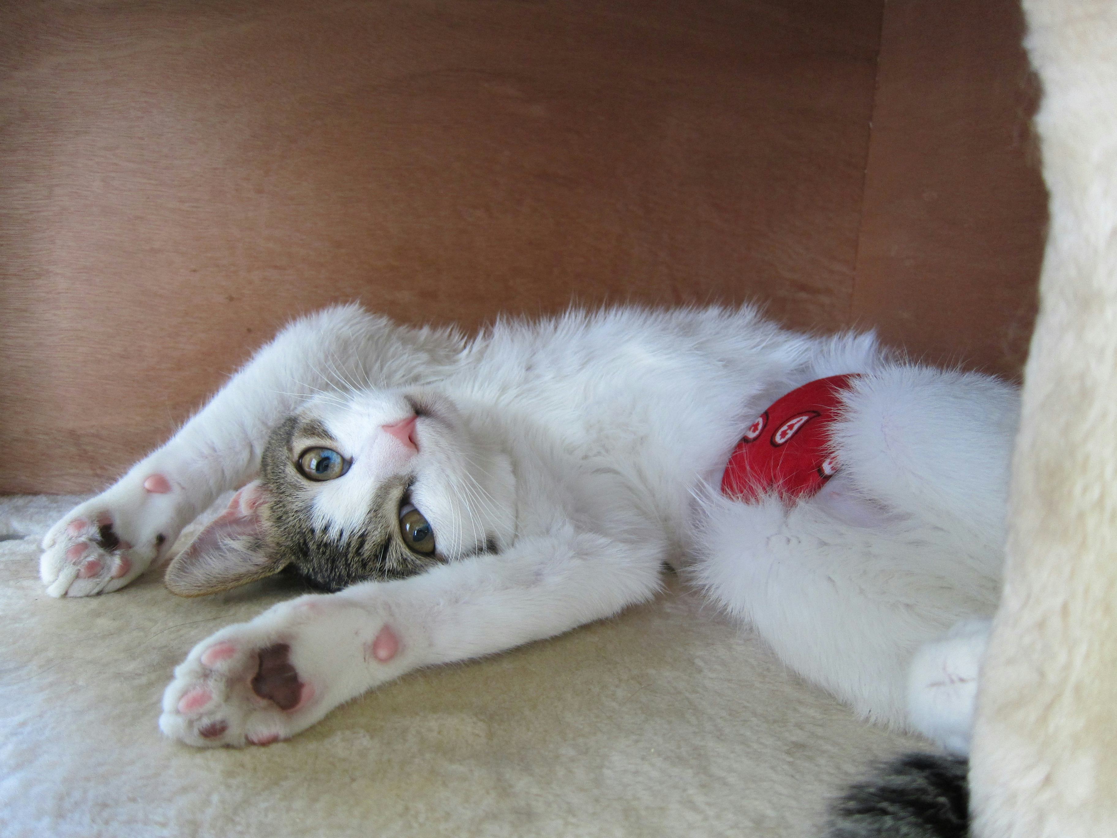 What's Your Cat's Personality? I Made My Furry Buddy Take Poopy Cat's ...