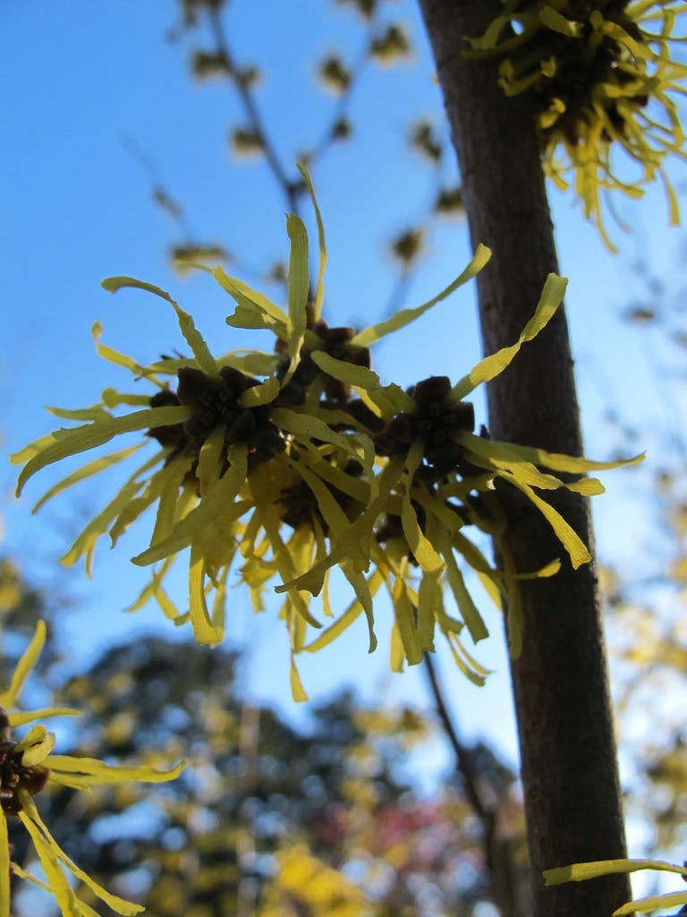 Use Witch Hazel For Skin So Perfect Everyone Will Think You Employed A ...