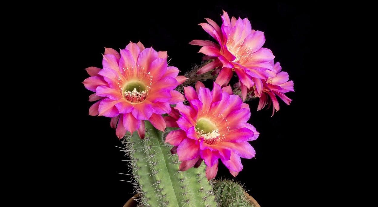 11 Completely Stunning GIFs Of Cactus Blooms That Will Change The Way ...