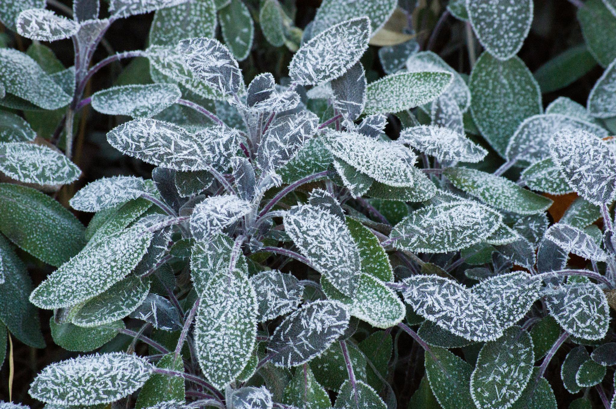 7 Benefits Of Sage, Including Clearer Skin, A Lighter Period, And, Of ...