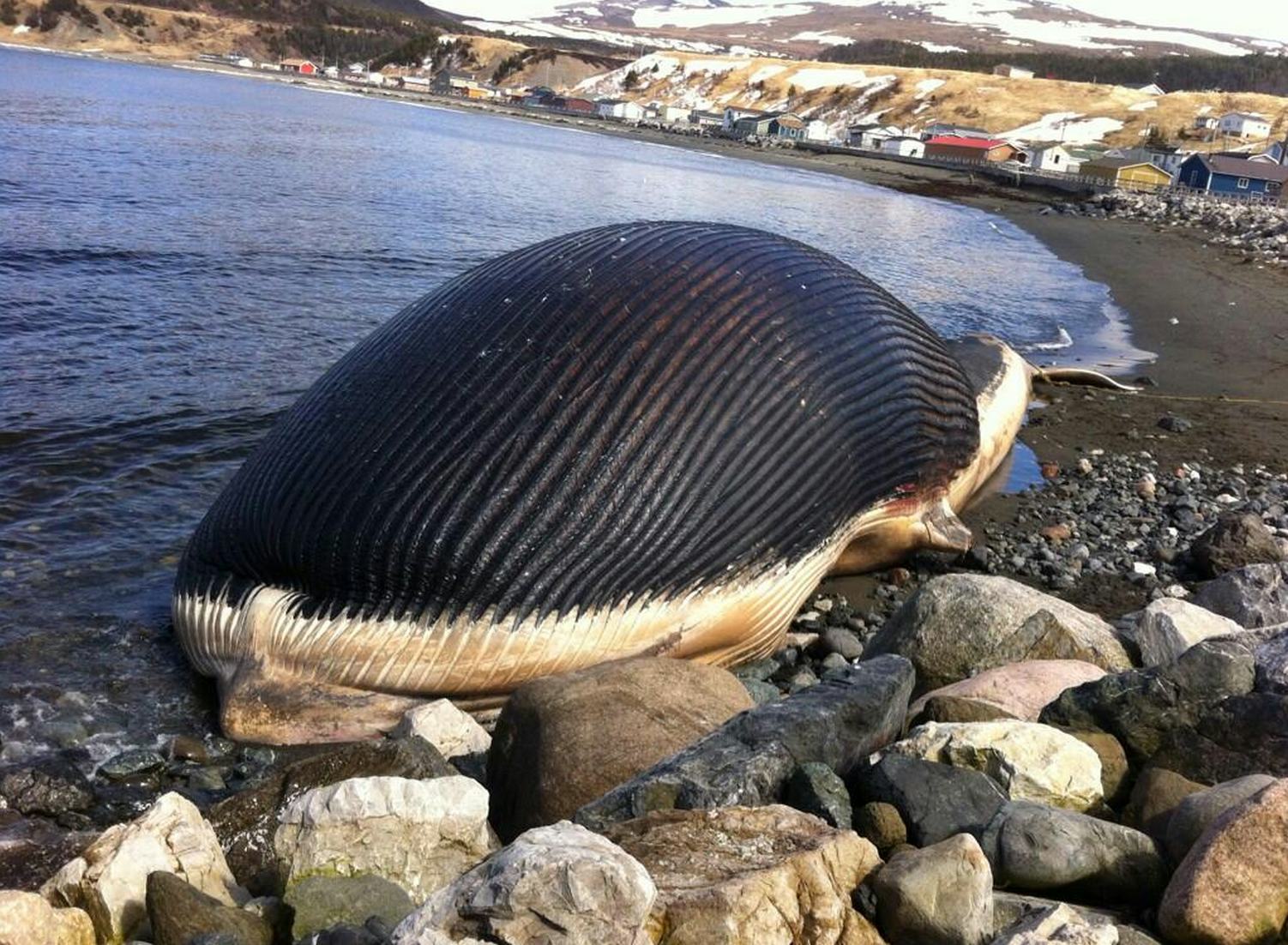 How Can A Dead Whale Explode? Canada Is Wondering, And So Are We