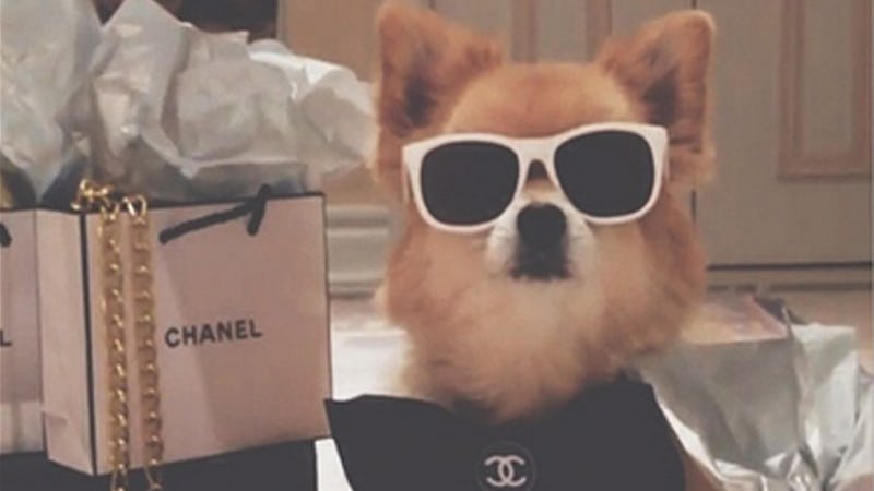 "Rich Dogs of Instagram" Account Shows Dogs That Are Fancier Than You