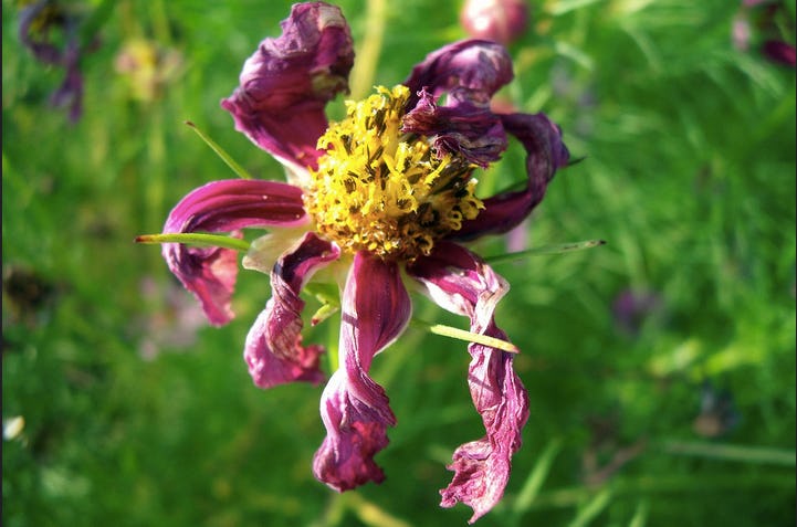 All The Best 1-800-FLOWERS Fails From This Mother's Day, Because This ...