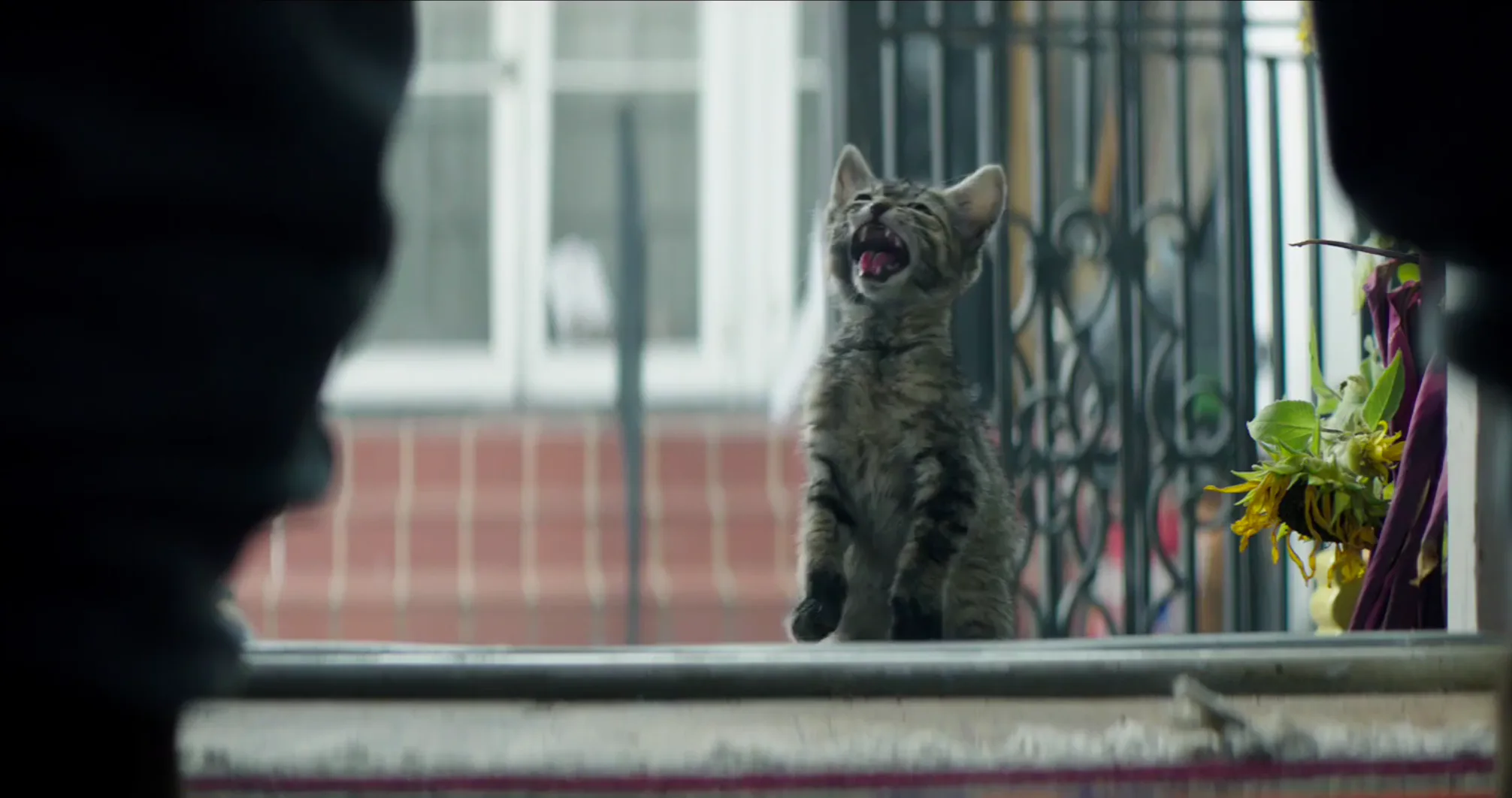 Here Are All The 'Keanu' Trailer Cat Scenes, Because Cats — VIDEO