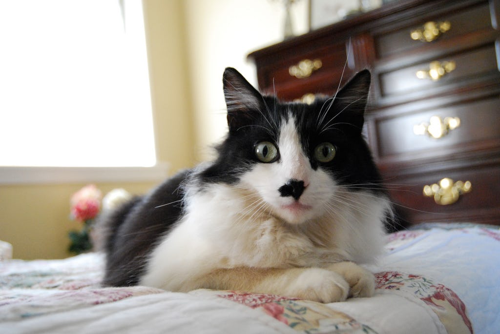 Why Do "Hitler Cats" Look Like... Well, That? Science Says It's ...