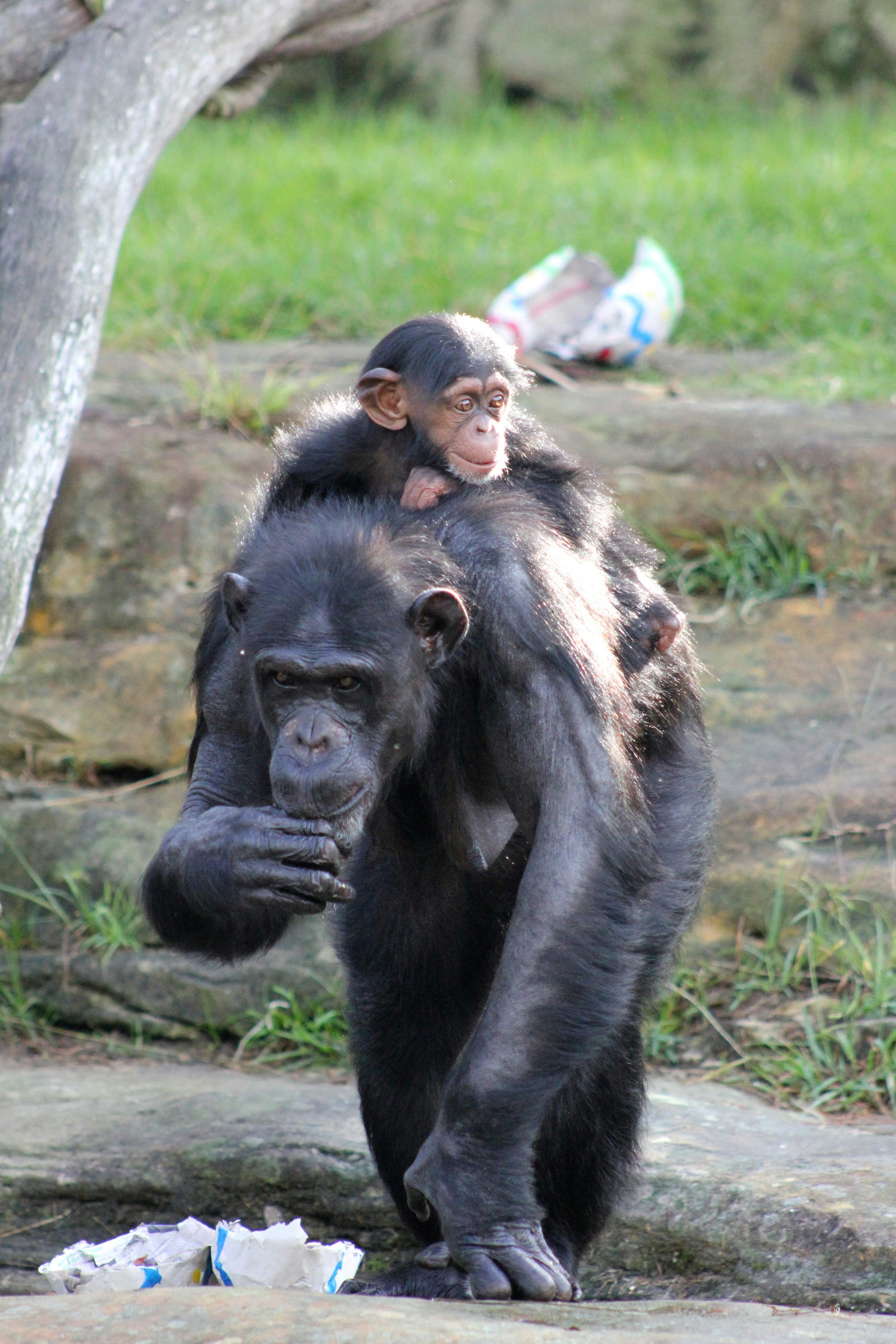 Pregnant Chimp Adopts Orphaned Baby Chimp At Australian Zoo, & Their ...