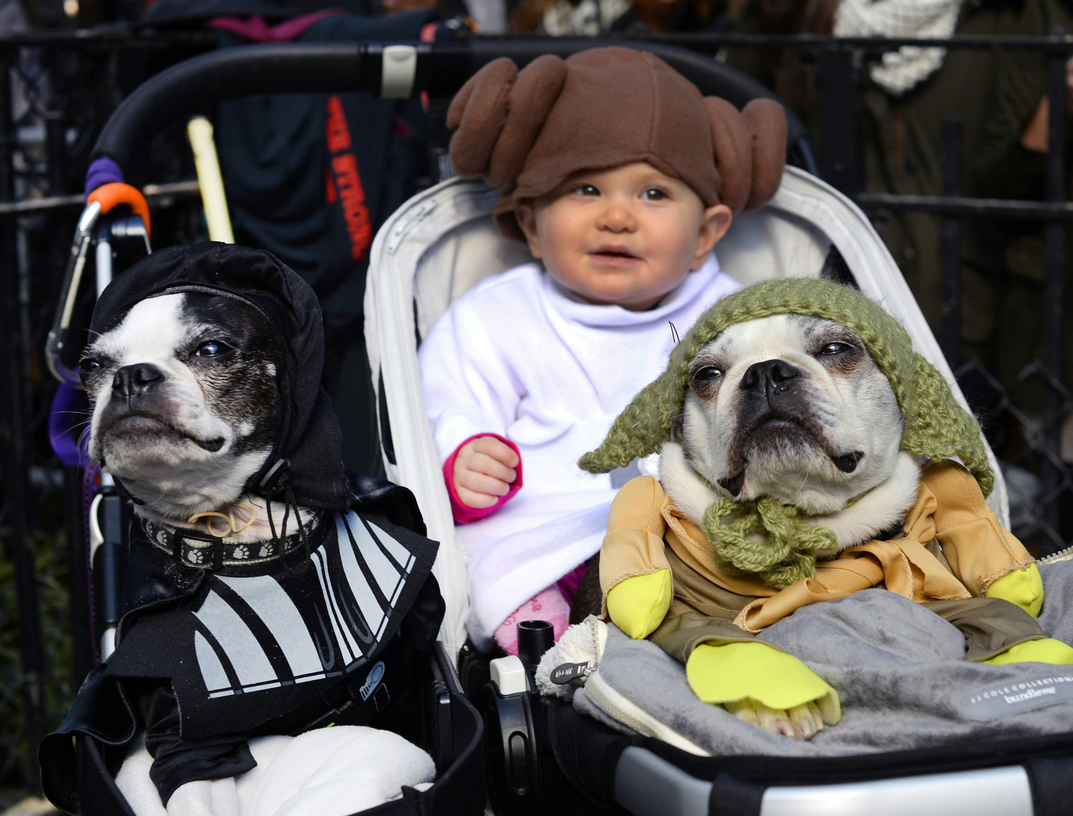 These 'Star Wars' Pets Names Are The Cutest Thing To Ever Happen To ...