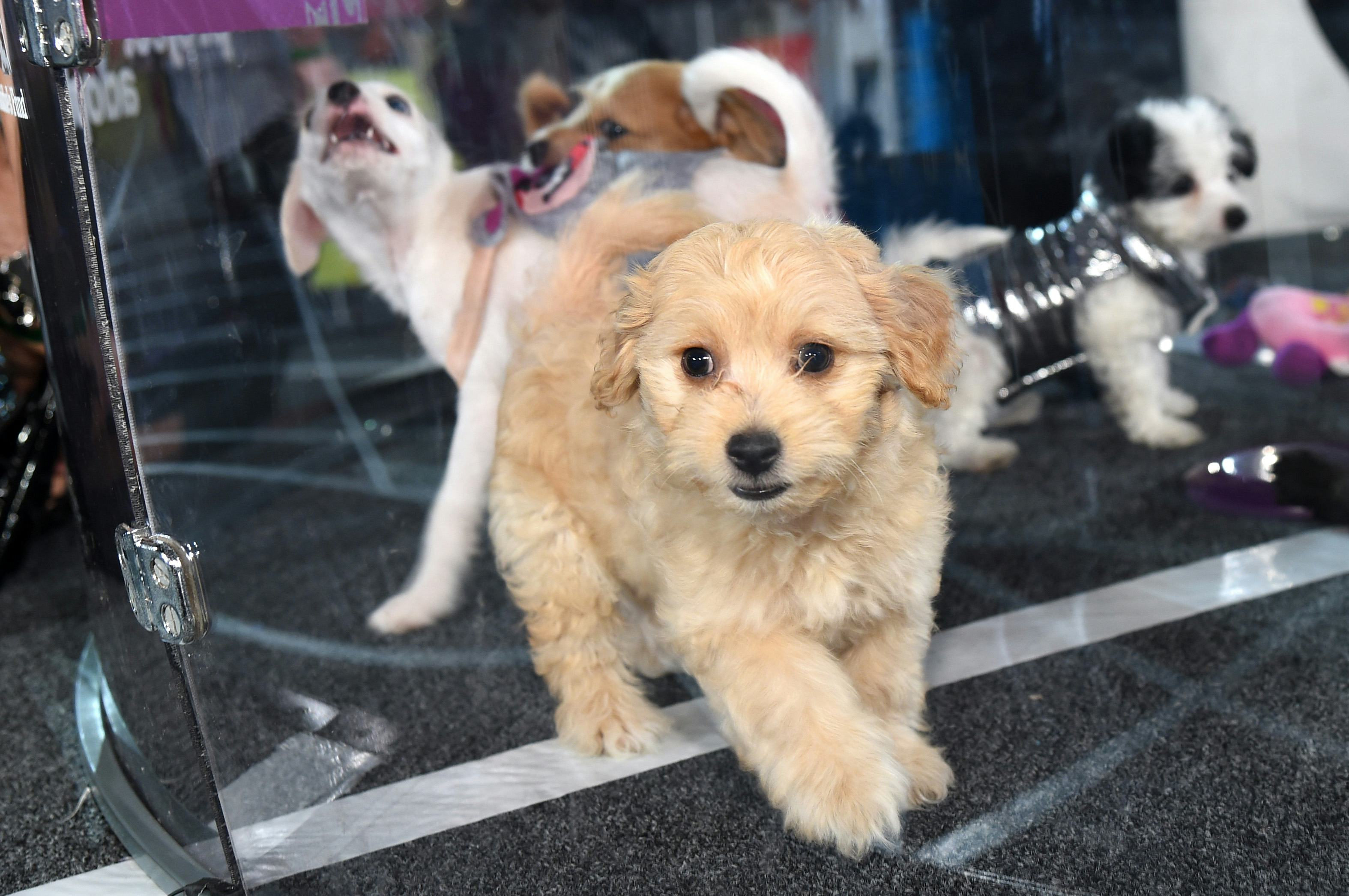 Can Dogs Talk? Their Body Language Says More Than You Probably Think ...