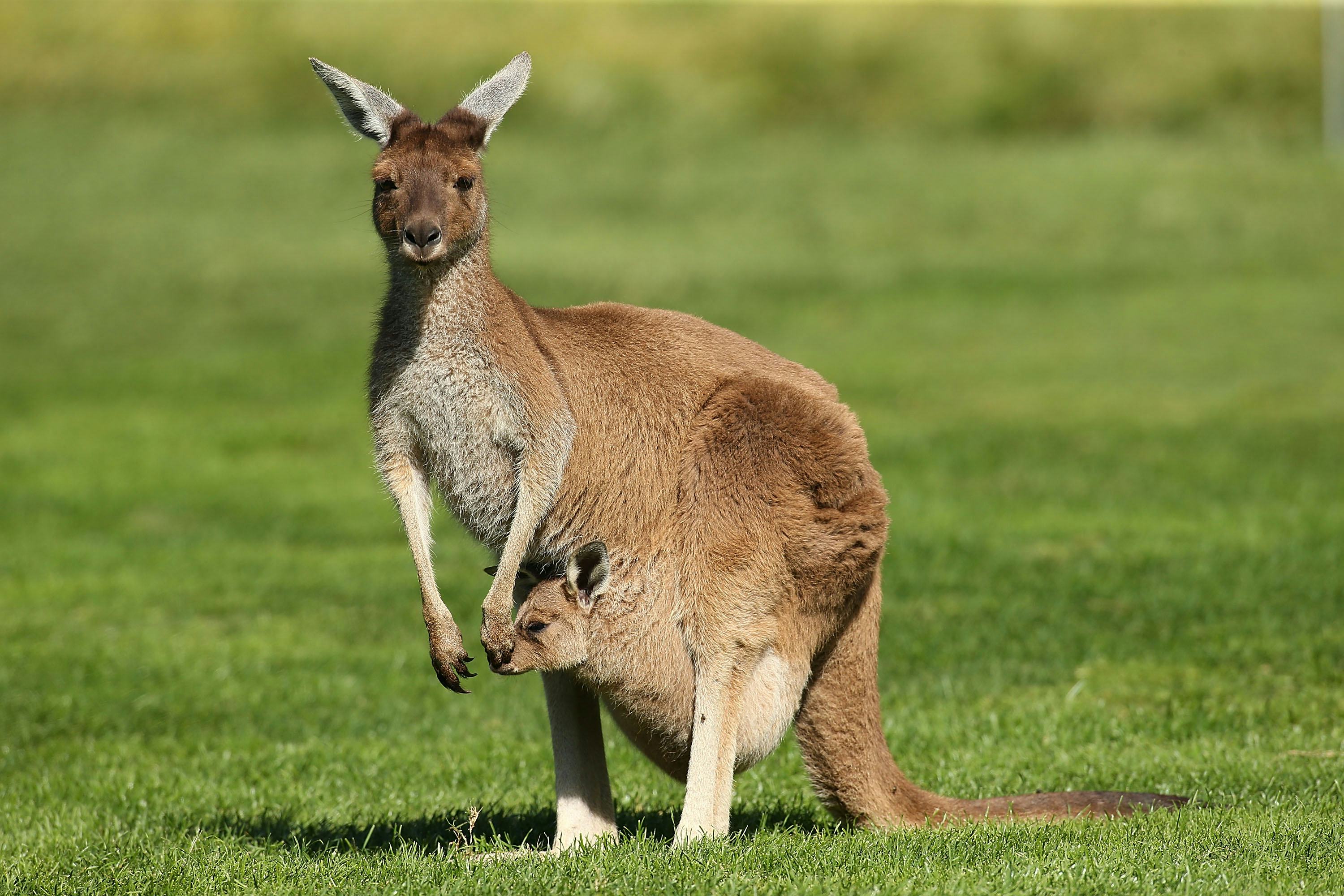 Australian Animal life – Aussie – The Land "Down Under"
