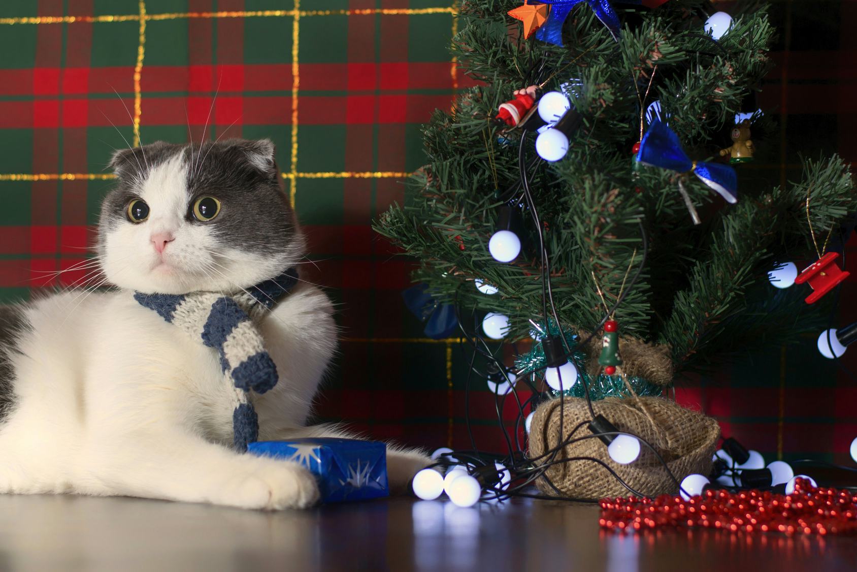 12 Cats Dressed Up For Christmas & A Very Happy Fur Year