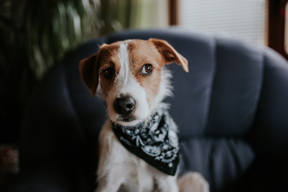 The Best Dogs For Introverts Might Surprise You, Here's What To Know